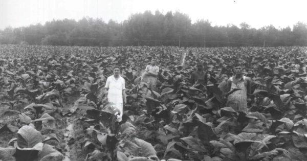 Sharecropping Was Like Slavery Under Another Name - Bull City 150
